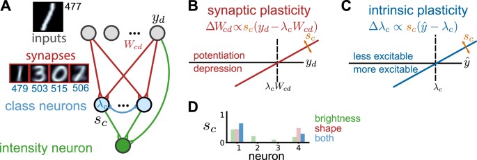 Optimal neural inference of stimulus intensities | Scientific Reports
