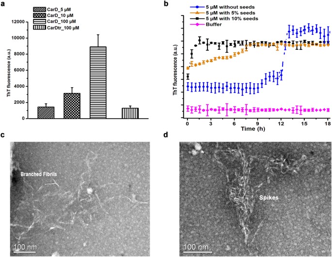 Mycobacterium tuberculosis CarD, an essential global transcriptional ...
