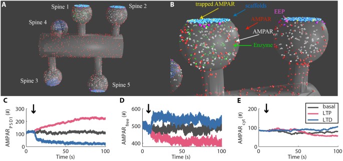 AMPA receptor trafficking and its role in heterosynaptic plasticity ...