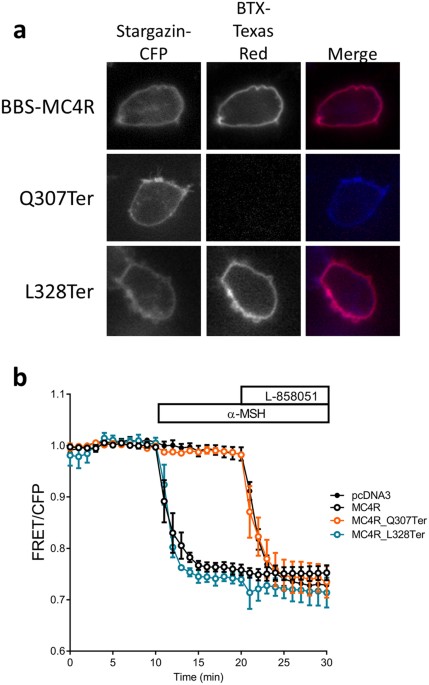 Genetic variants help define the role of the MC4R C-terminus in ...
