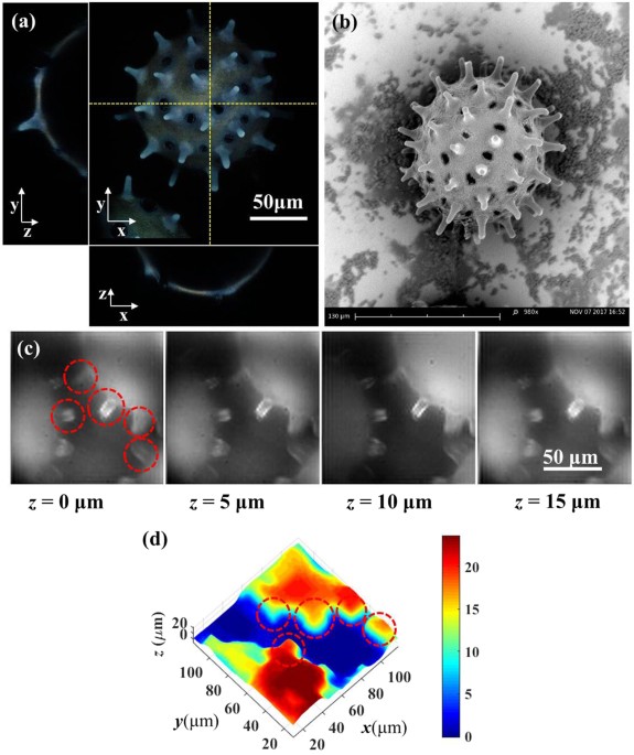 3D surface morphology imaging of opaque microstructures via light-field ...