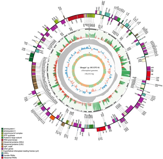 The first plastid genome of a filamentous taxon ‘ Bangia ’ sp . OUCPT ...