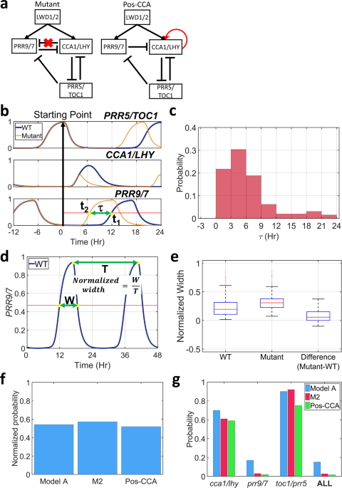 An incoherent feed-forward loop switches the Arabidopsis clock rapidly ...