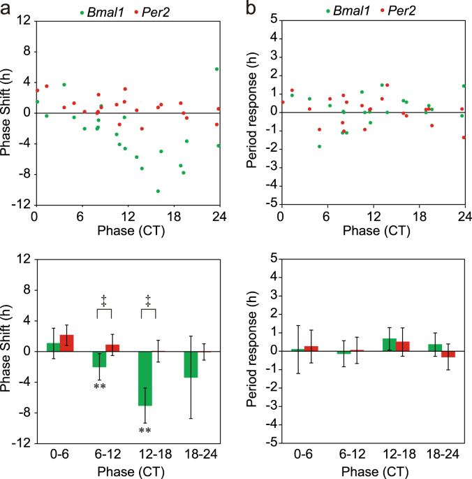 Two coupled circadian oscillations regulate Bmal1-ELuc and Per2-SLR2 ...