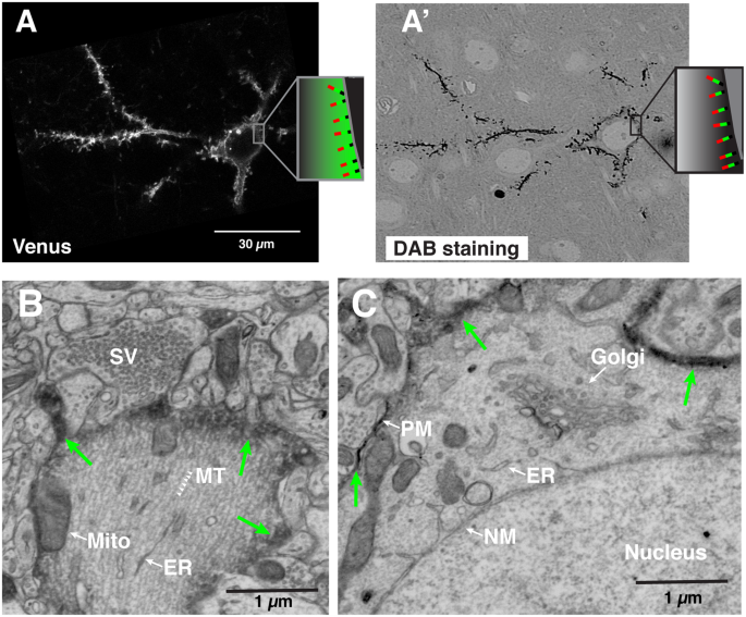 Correlated Light-Serial Scanning Electron Microscopy (CoLSSEM) for ...