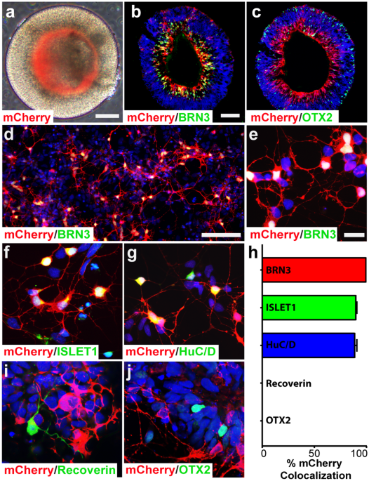 Three-Dimensional Retinal Organoids Facilitate the Investigation of ...