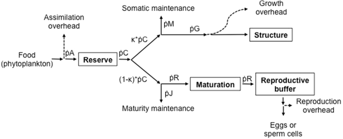 Applicability of Dynamic Energy Budget (DEB) models across steep ...