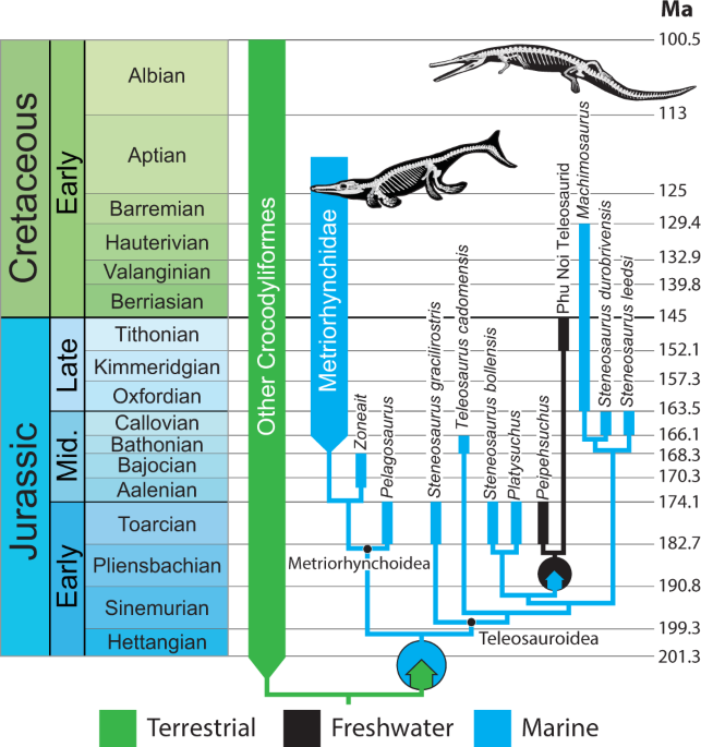 Evolutionary structure and timing of major habitat shifts in ...