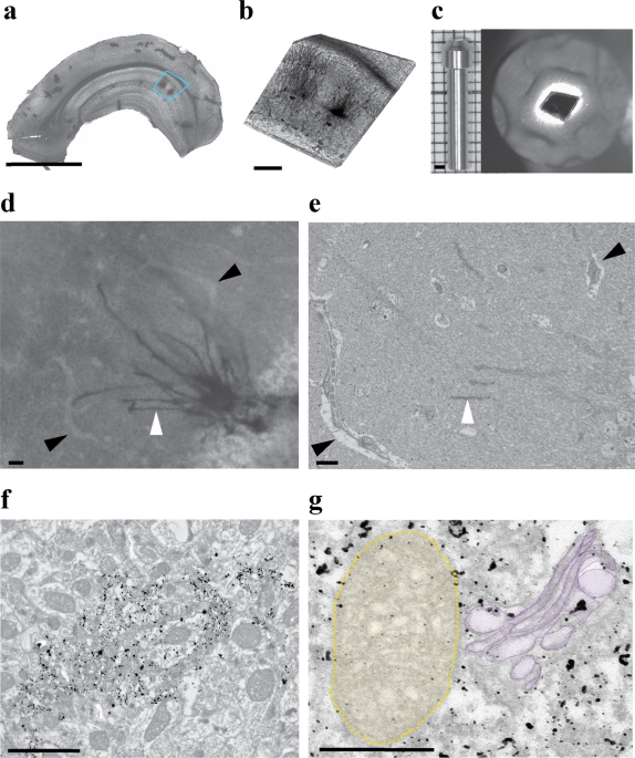 Modernization of Golgi staining techniques for high-resolution, 3 ...