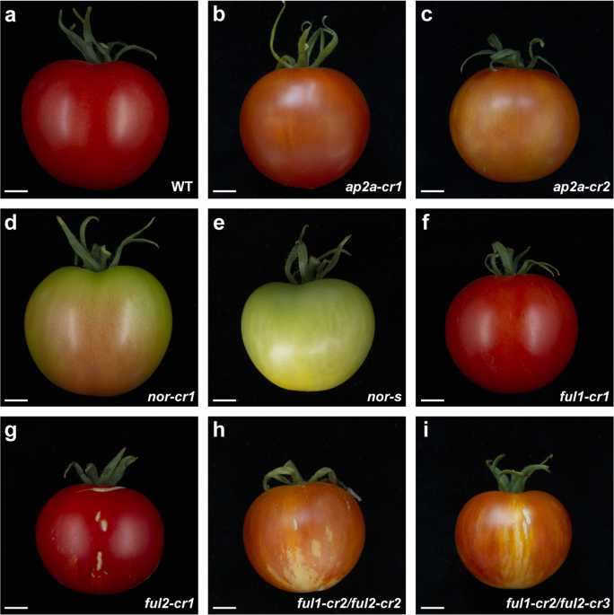 Re-evaluation of transcription factor function in tomato fruit ...