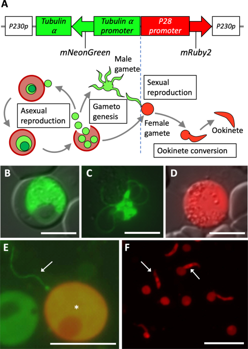 See-through observation of malaria parasite behaviors in the mosquito vector | Scientific Reports