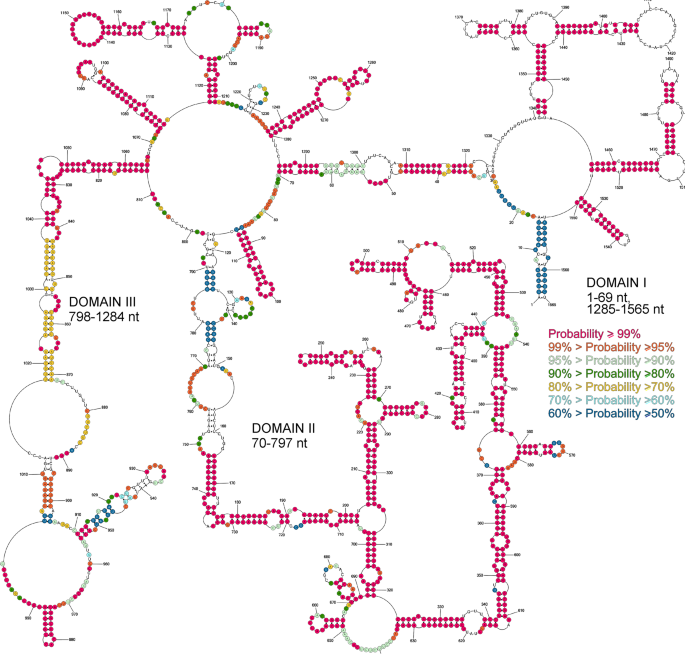 Secondary structure of the segment 5 genomic RNA of influenza A virus ...