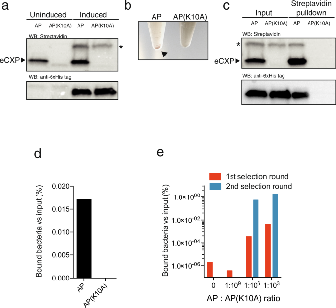 A bacterial display system for effective selection of protein-biotin ...