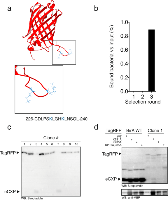 A bacterial display system for effective selection of protein-biotin ...