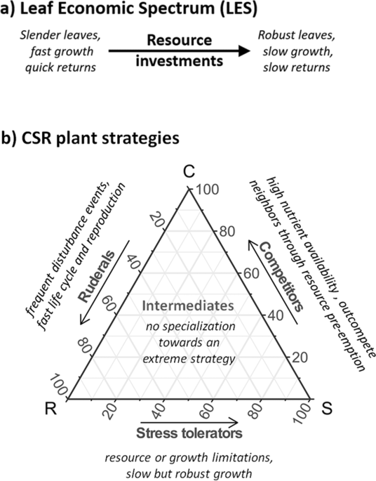 Radiative transfer modelling reveals why canopy reflectance follows ...