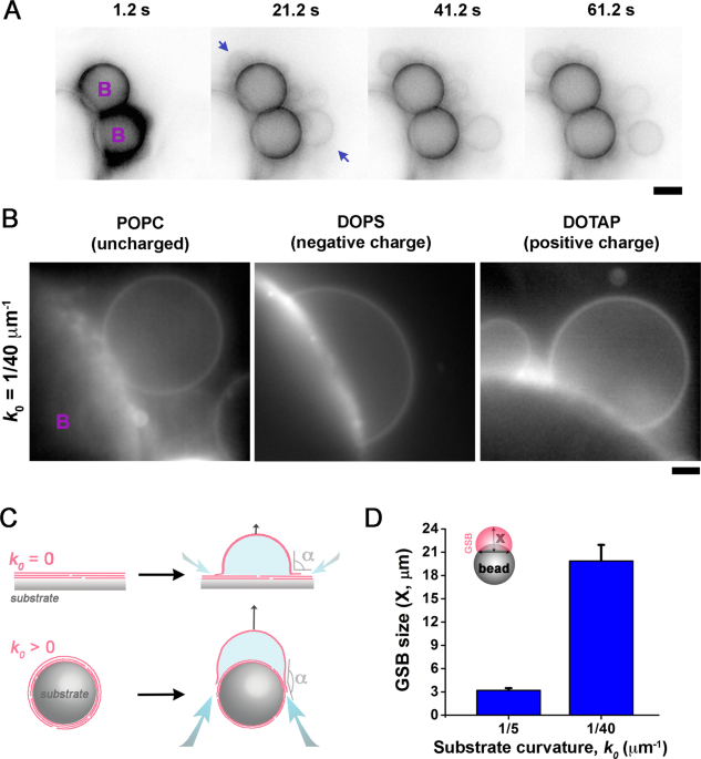 Combining patch-clamping and fluorescence microscopy for quantitative ...