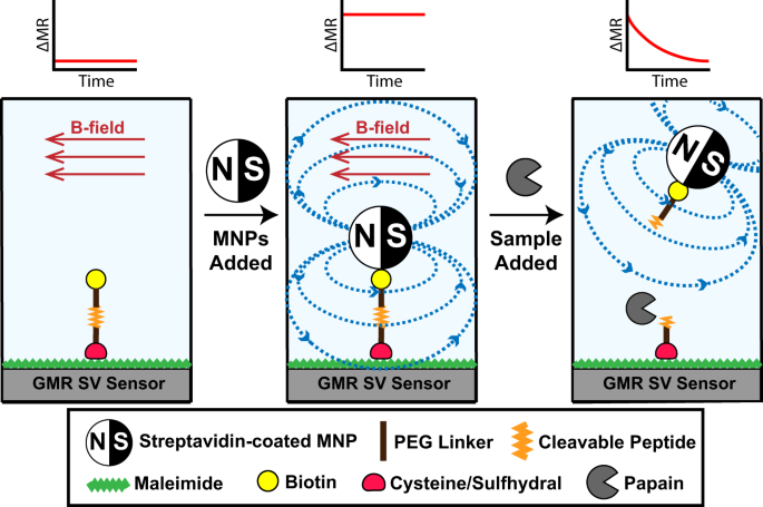 Giant magnetoresistive biosensors for real-time quantitative detection ...