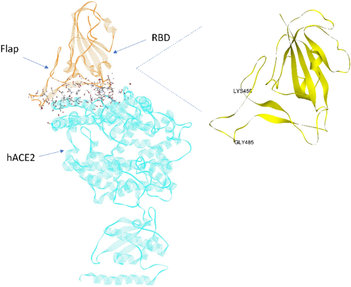 Flap structure within receptor binding domain of SARS-CoV-2 spike ...