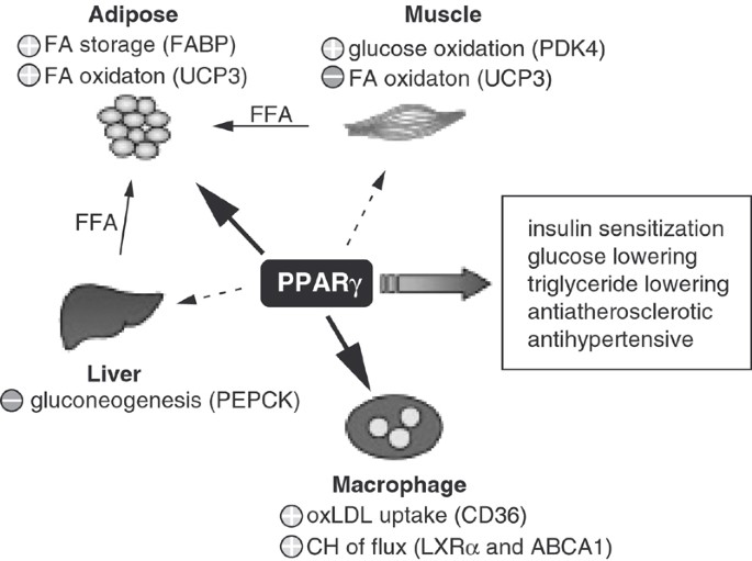 PPARgamma agonists in the treatment of type II diabetes: is increased ...