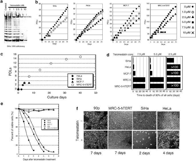 G-Quadruplex stabilization by telomestatin induces TRF2 protein ...