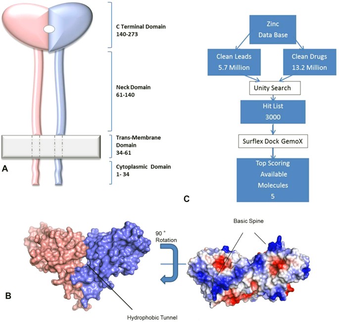 Structure-based Design Targeted at LOX-1, a Receptor for Oxidized Low ...