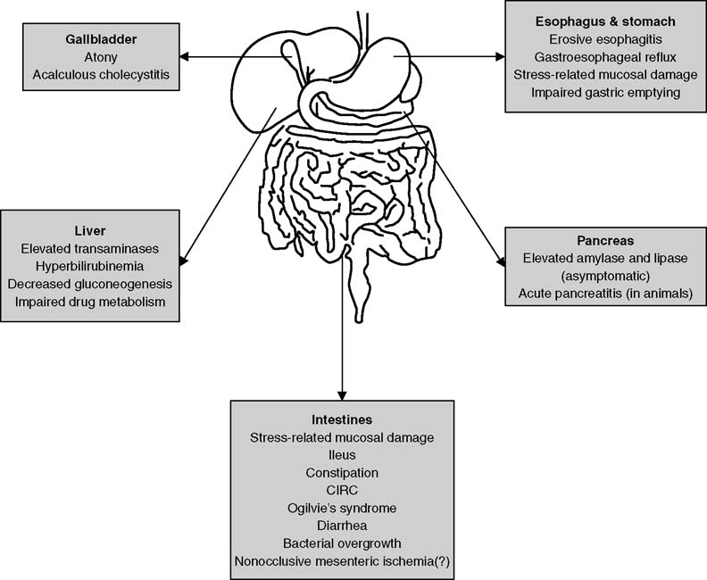Prevention and Treatment of Gastrointestinal Complications in Patients ...