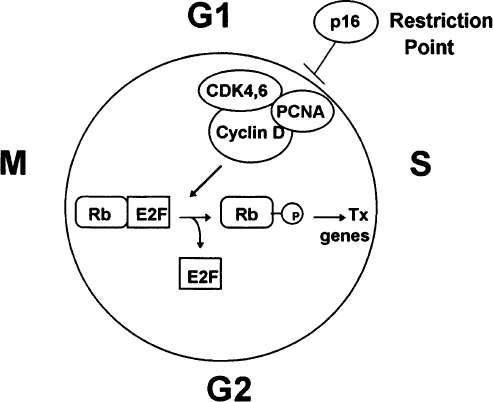 The CDKN2A (p16) Gene and Human Cancer | SpringerLink