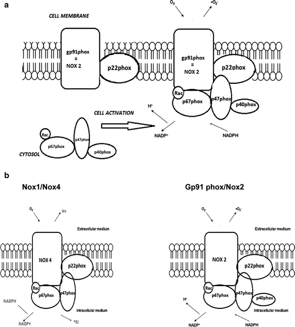 The NADPH Oxidase Family and its Inhibitors | SpringerLink