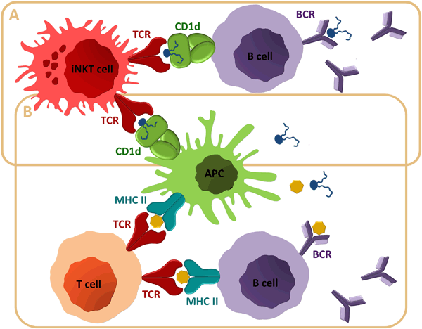 CD1: A Singed Cat of the Three Antigen Presentation Systems | SpringerLink