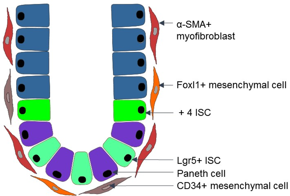 Cellular Interactions in the Intestinal Stem Cell Niche | SpringerLink