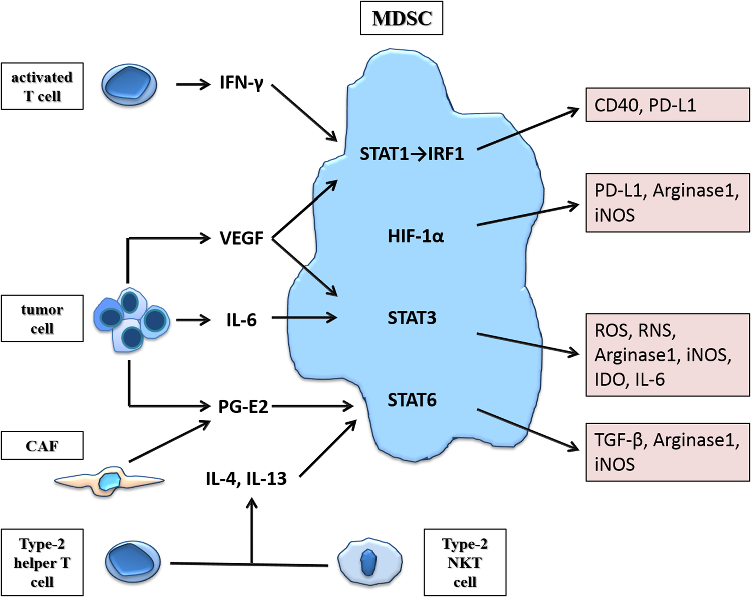 Roles of Myeloid-Derived Suppressor Cells in Cancer Metastasis ...