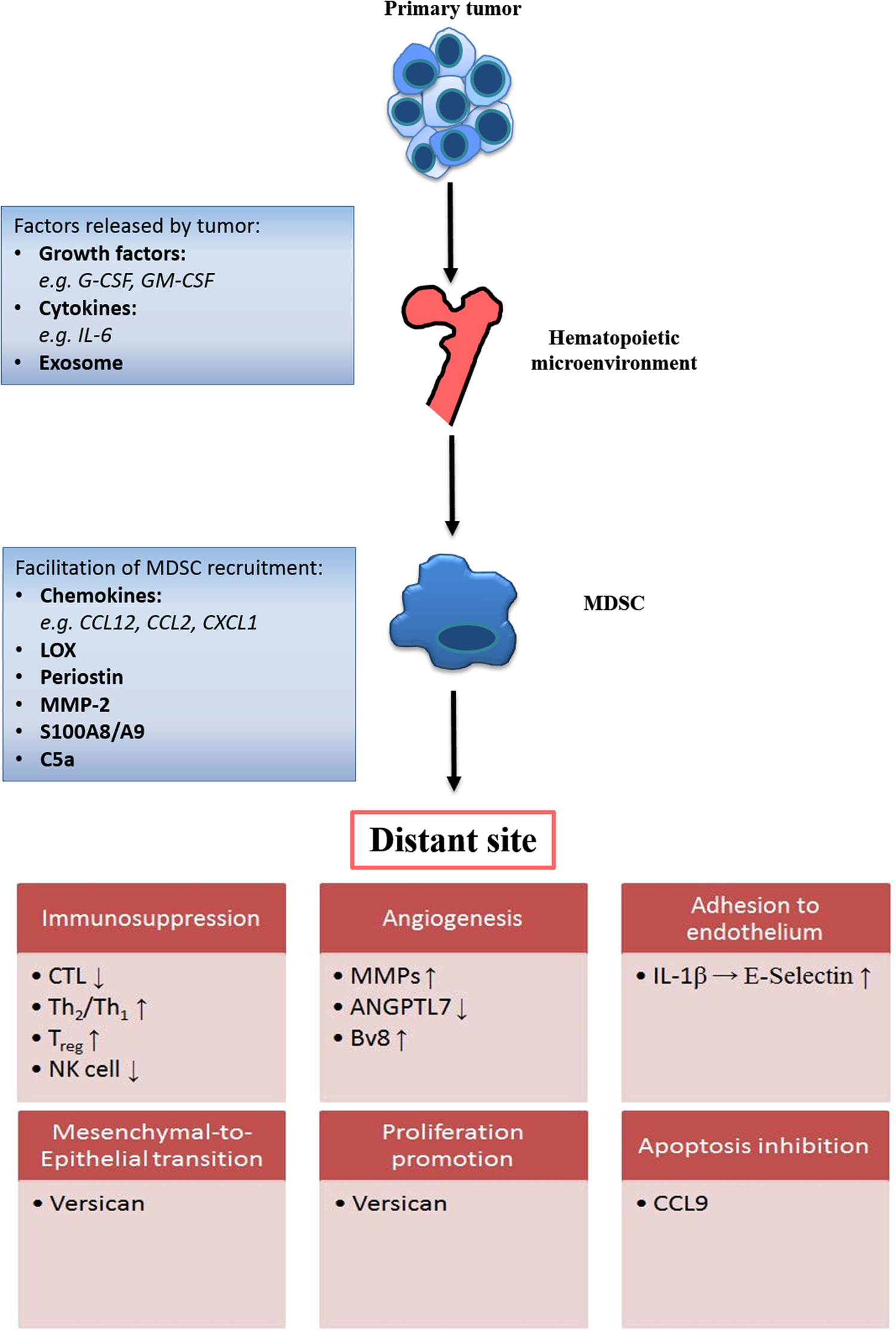 Roles of Myeloid-Derived Suppressor Cells in Cancer Metastasis ...