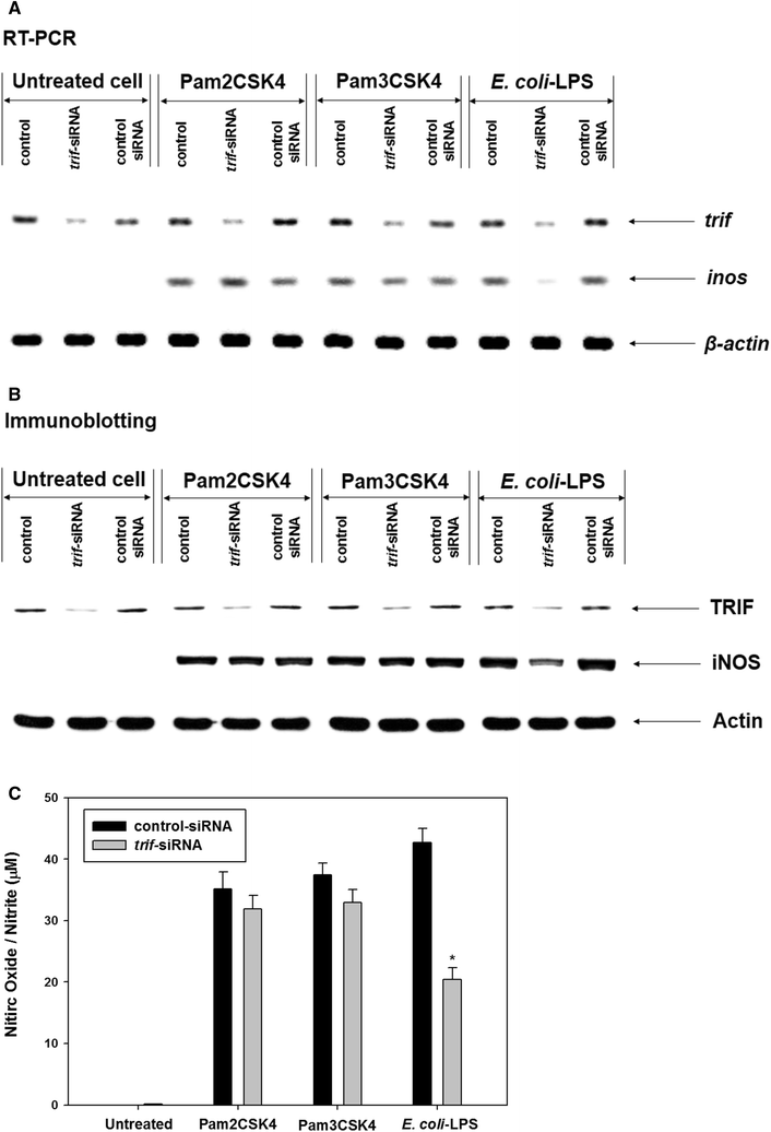 Pam2CSK4 and Pam3CSK4 induce iNOS expression via TBK1 and MyD88 ...