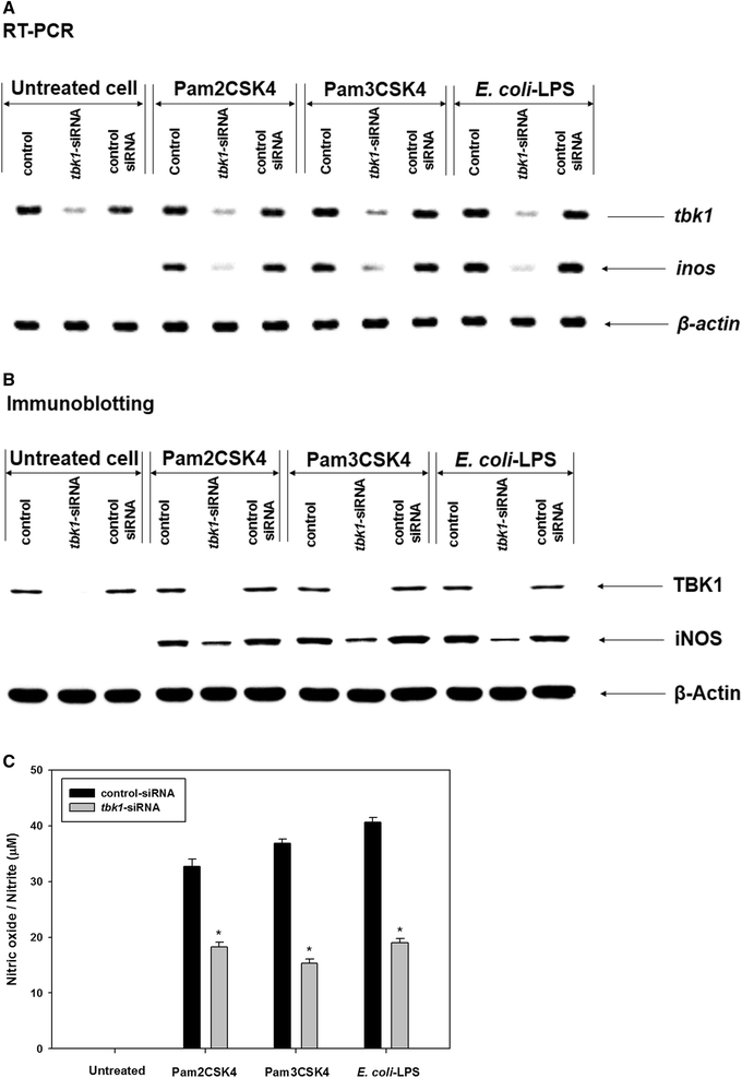 Pam2CSK4 and Pam3CSK4 induce iNOS expression via TBK1 and MyD88 ...
