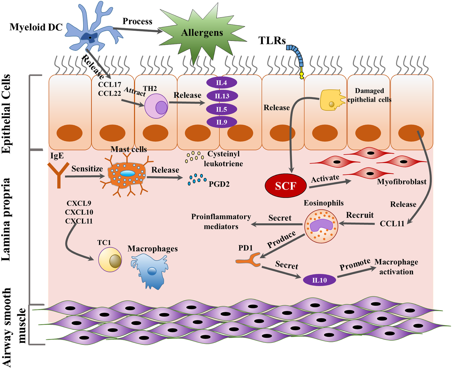 A review of inflammatory mechanism in airway diseases | SpringerLink