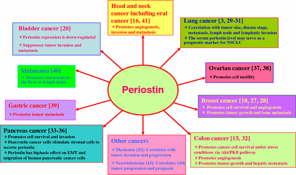 The multifaceted role of periostin in tumorigenesis | SpringerLink