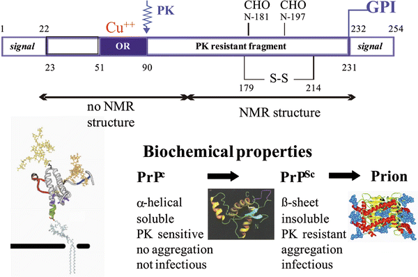 Aptamers against prion proteins and prions | SpringerLink