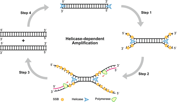 Isothermal DNA amplification in vitro: the helicase-dependent ...