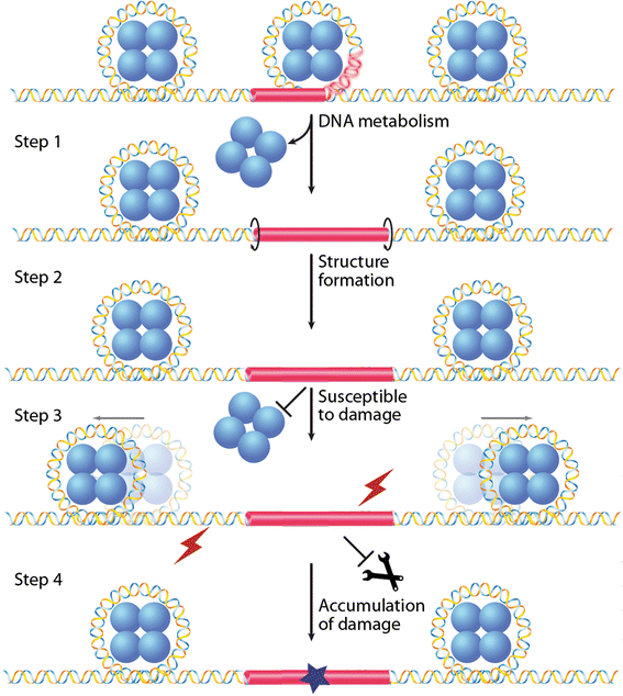 Non-B DNA structure-induced genetic instability and evolution ...