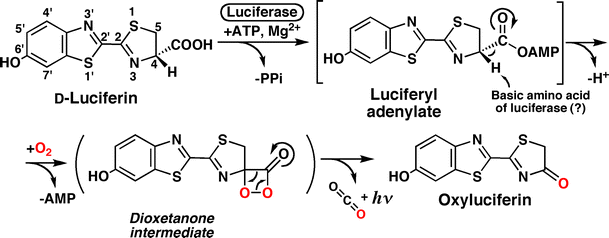 Firefly luciferase: an adenylate-forming enzyme for multicatalytic ...