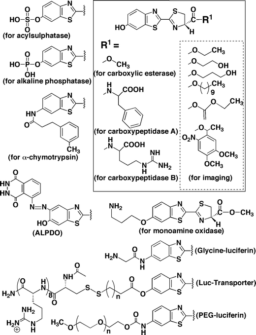 Firefly luciferase: an adenylate-forming enzyme for multicatalytic ...
