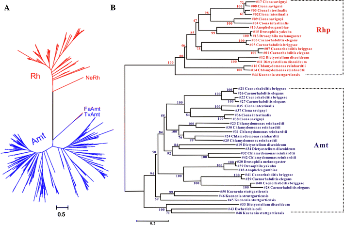 The Rh protein family: gene evolution, membrane biology, and disease ...