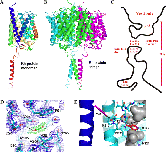The Rh protein family: gene evolution, membrane biology, and disease ...