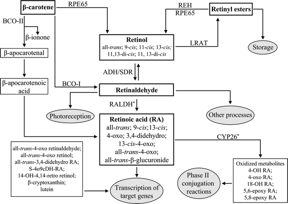 From carrot to clinic: an overview of the retinoic acid signaling ...