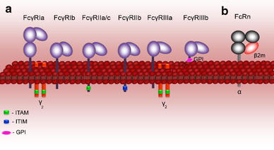 The neonatal Fc receptor as therapeutic target in IgG-mediated ...