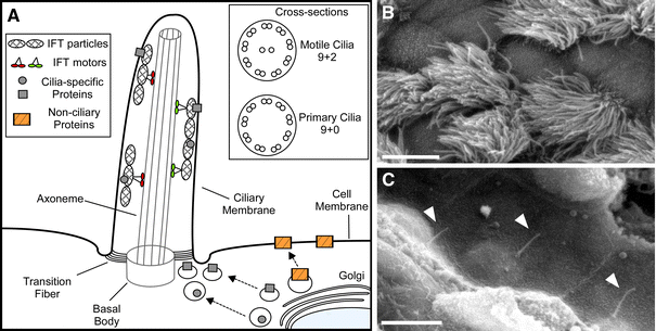Neuronal ciliary signaling in homeostasis and disease | SpringerLink