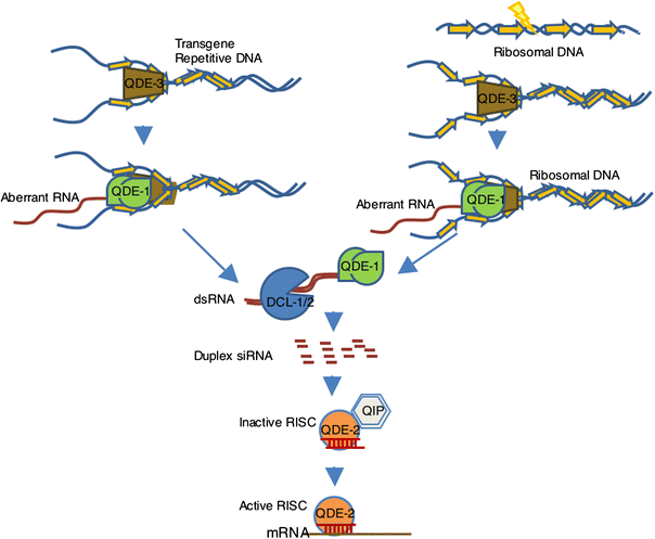 RNA interference pathways in filamentous fungi | SpringerLink