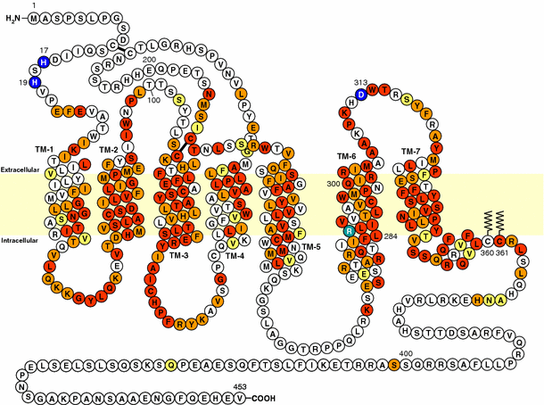 GPR39: a Zn2+-activated G protein-coupled receptor that regulates ...