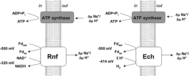 Biochemistry, evolution and physiological function of the Rnf complex ...