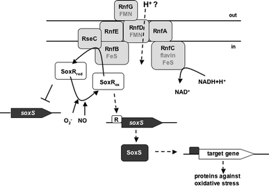 Biochemistry, evolution and physiological function of the Rnf complex ...